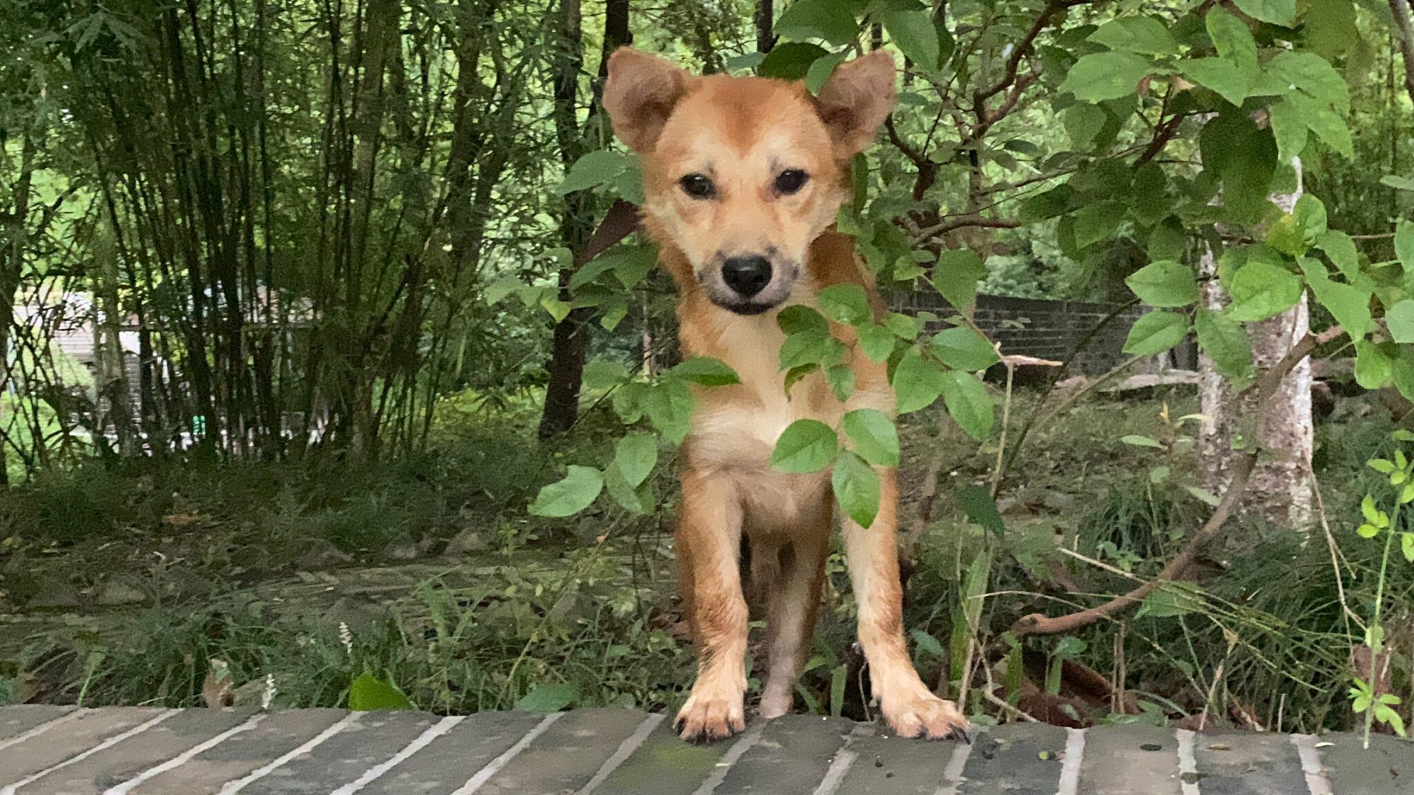 10 Animal Shelter Design Ideas for Creating a Welcoming Haven ...