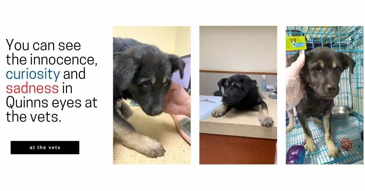 Quinn the loving and clumsy dog - middlekingdomrescue.com