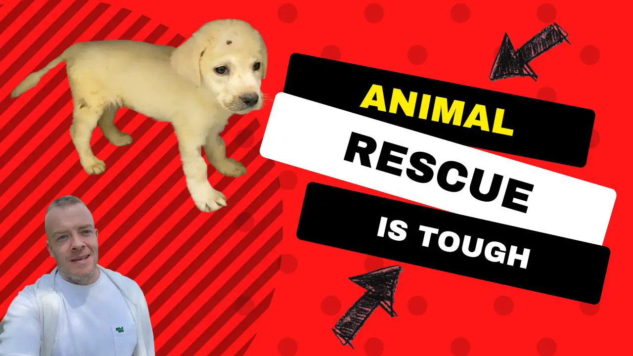 middlekingdomrescue.com – Middle Kingdom Animal Rescue