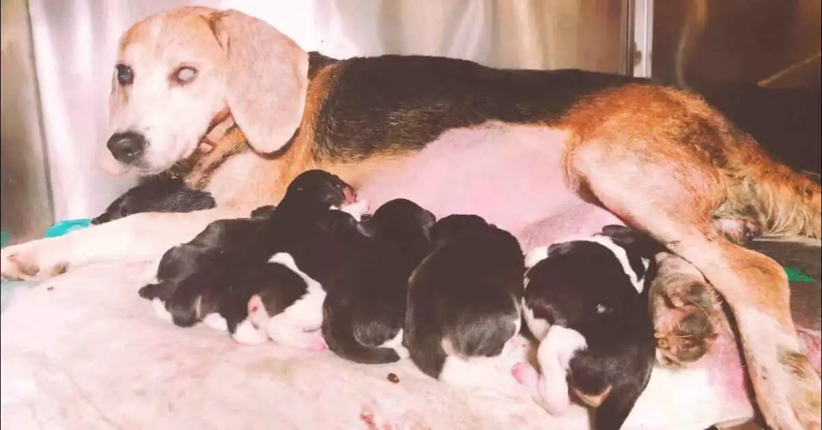The blind Beagles that survived animal testing - middlekingdomrescue.com