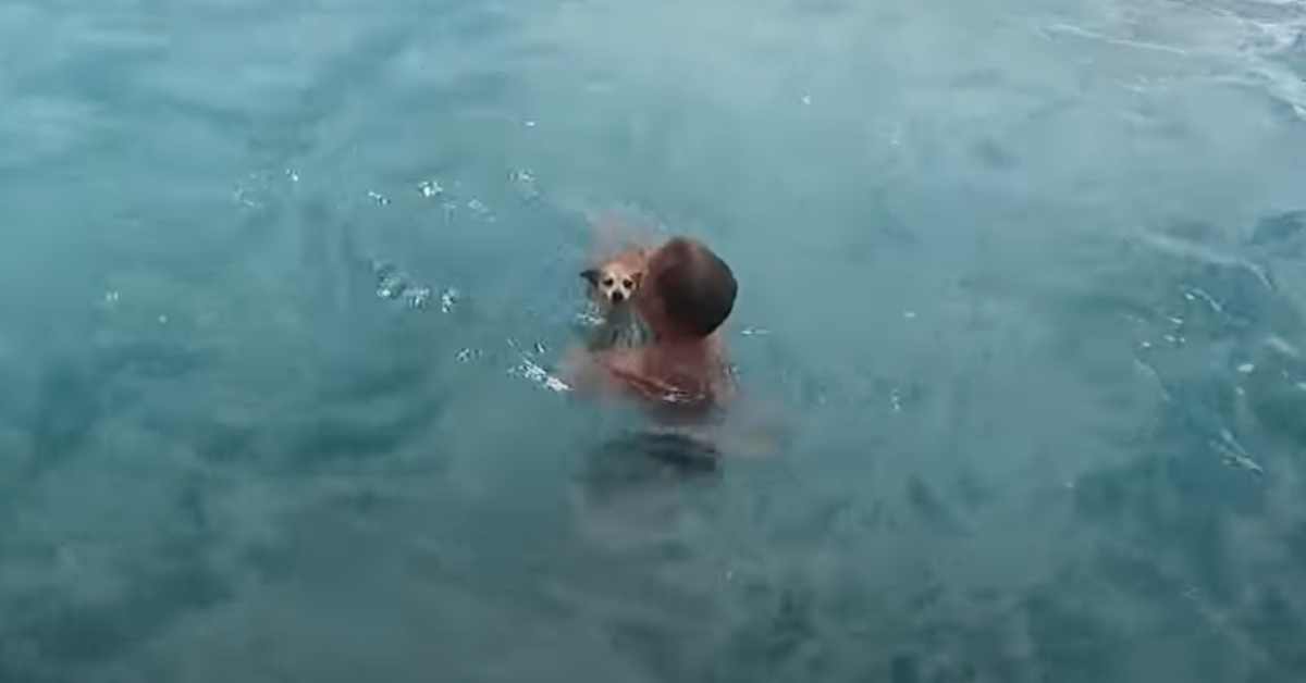 A Dog’s Near Miss with a Big Wave - middlekingdomrescue.com