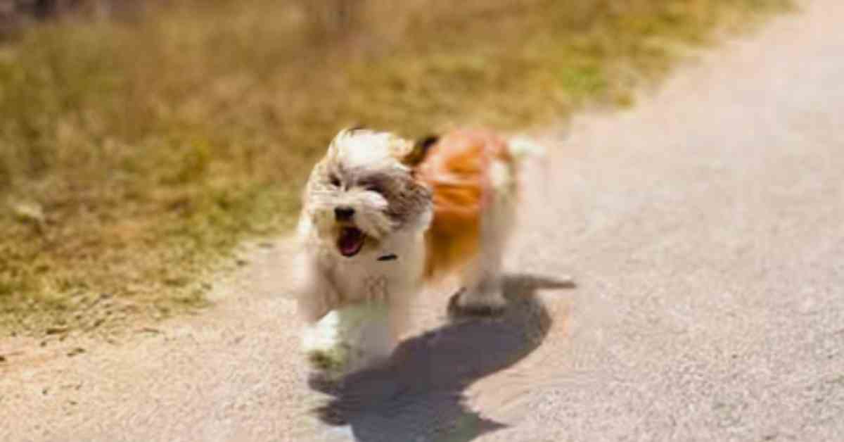 Abandoned dog runs after car begging for rescue. - middlekingdomrescue.com