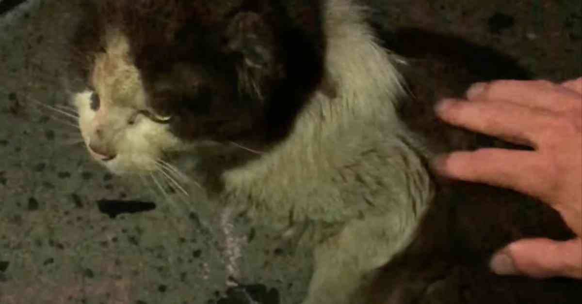 Incredible before and after photos of rescued stray cat ...