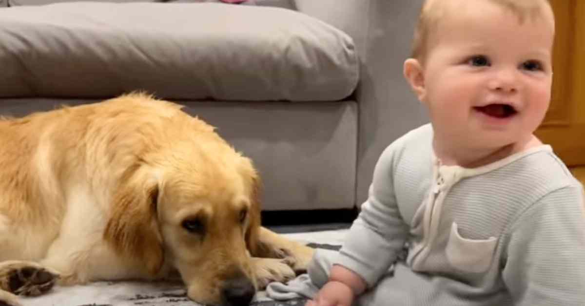 Golden Retriever Pup Makes Baby Cry But Says Sorry! (Cutest Ever ...