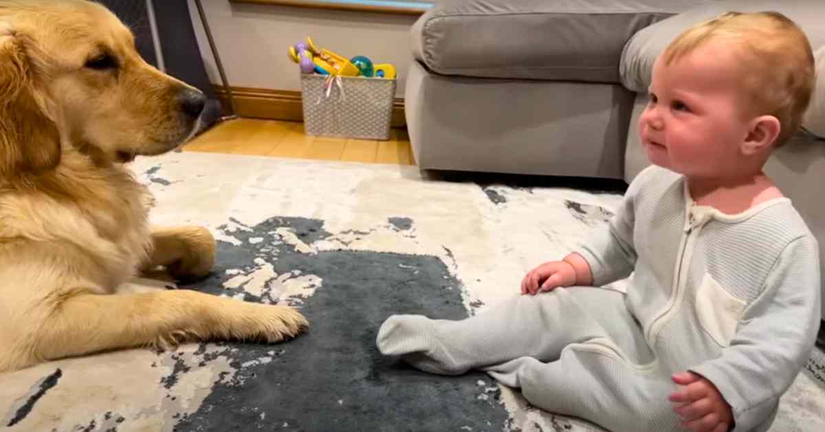 Golden Retriever Pup Makes Baby Cry But Says Sorry! (Cutest Ever ...