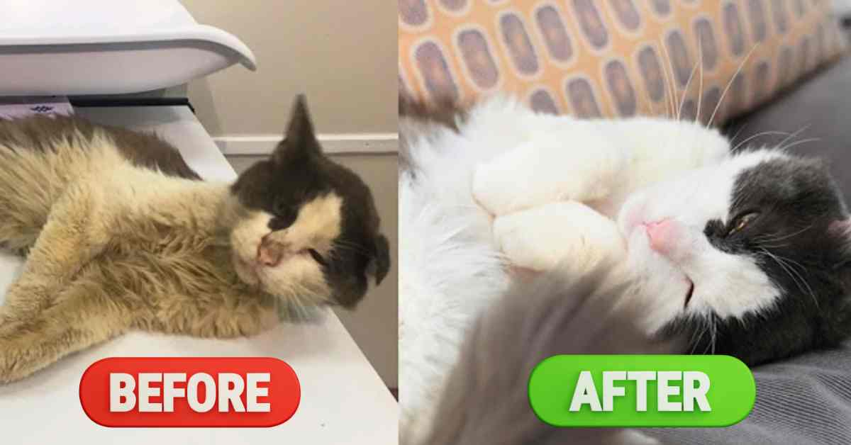 Incredible before and after photos of rescued stray cat ...