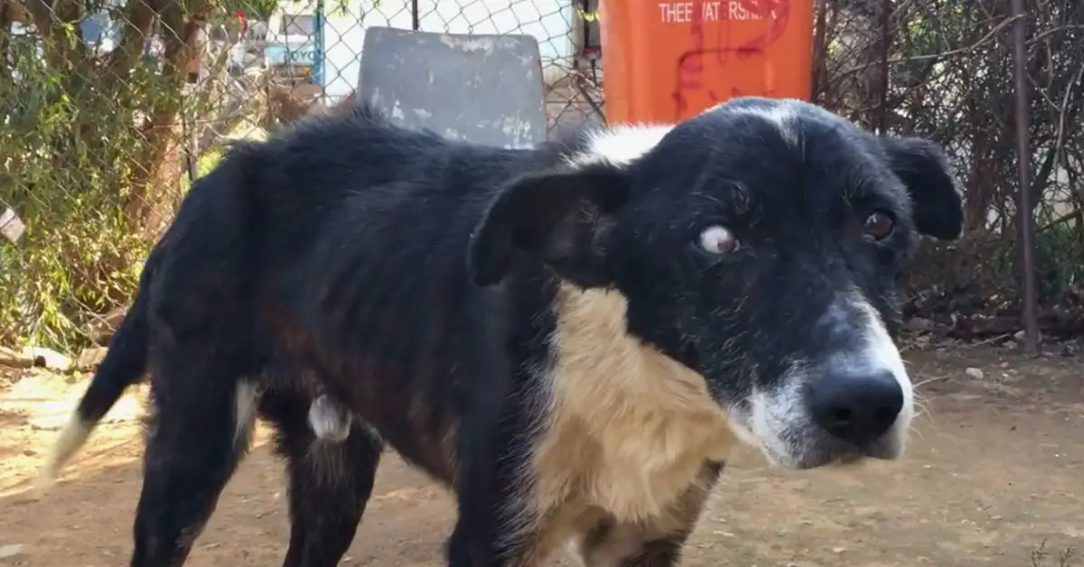 Dog abandoned for being “too old” gets his forever home ...