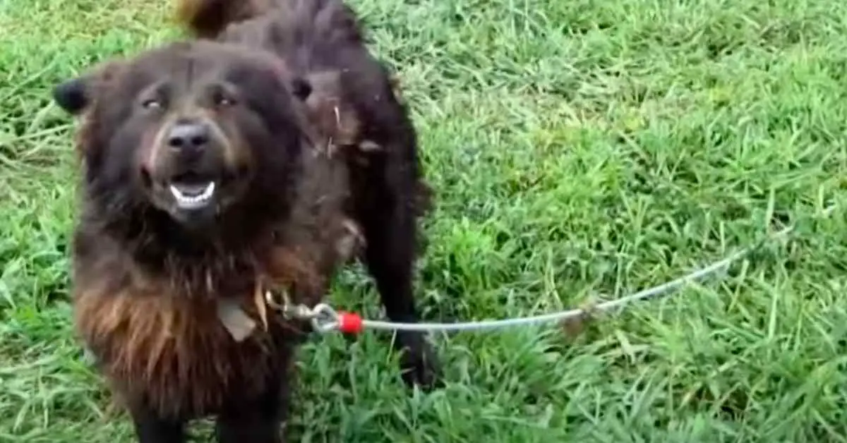 Dog chained up outside for 9 years finds forever home ...