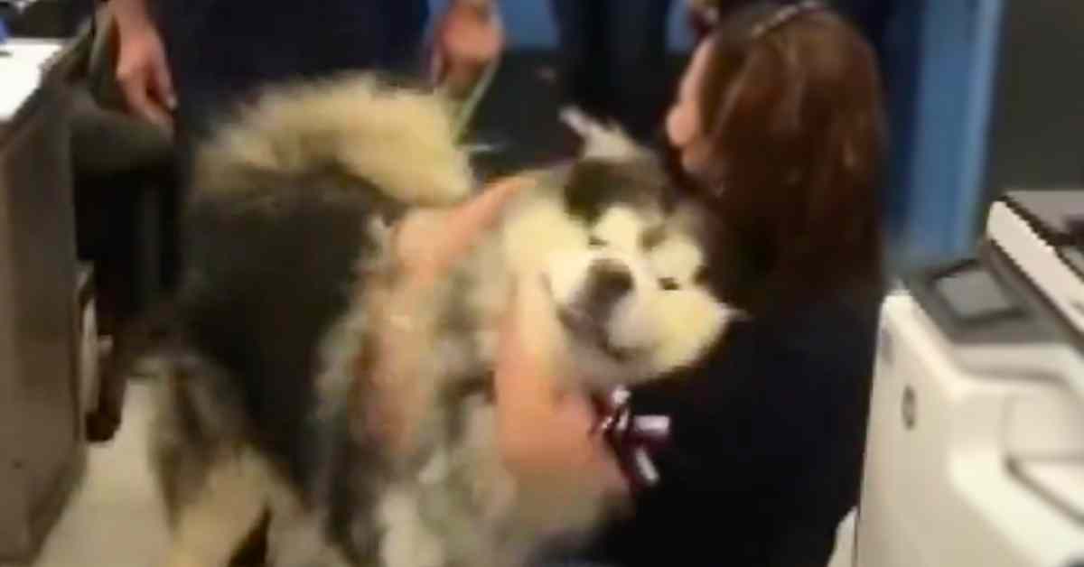 We’re all crying seeing this family reunited with dog after 10 months ...
