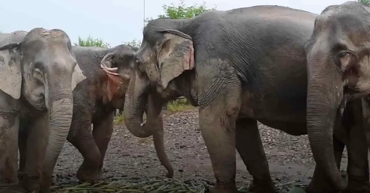 This elephant spent 50 years chained up - middlekingdomrescue.com