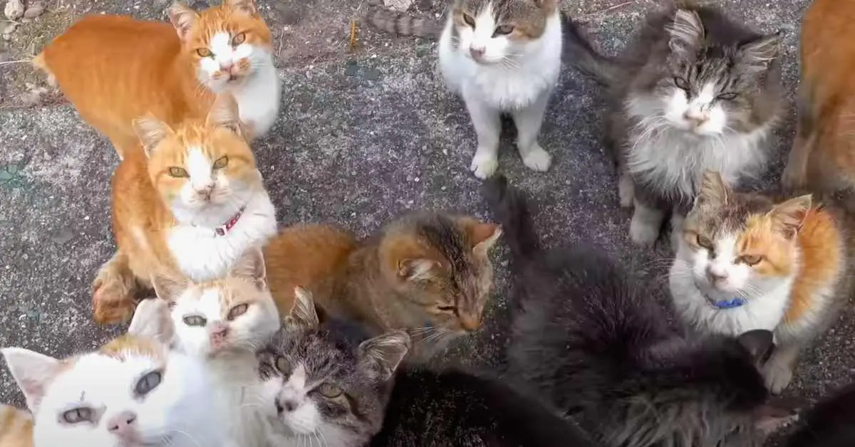 An island with more cats than people! - middlekingdomrescue.com