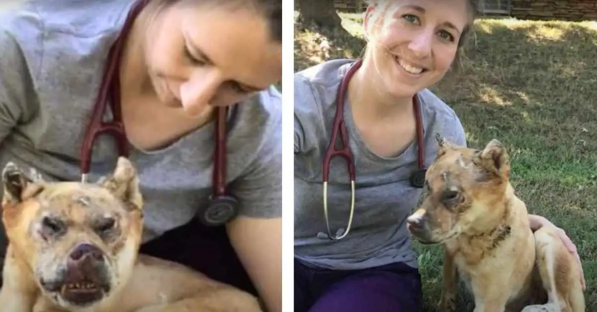 Vet sleeps with dog burned in fire - middlekingdomrescue.com