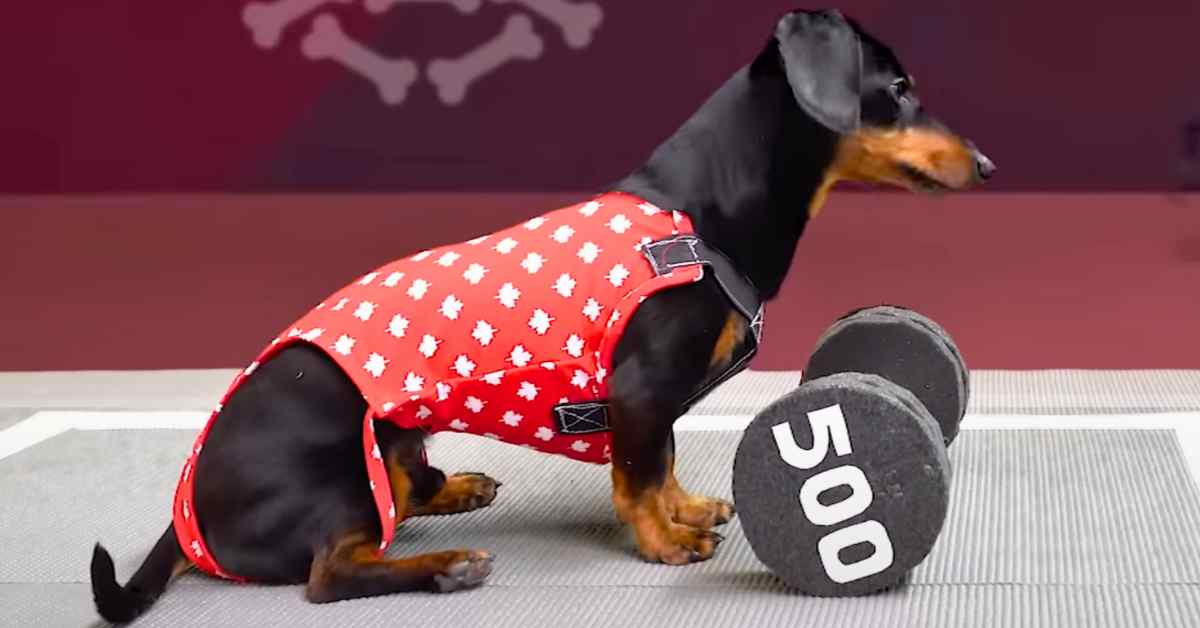 The Most Adorable Olympic Games – Wiener Dog Olympics ...