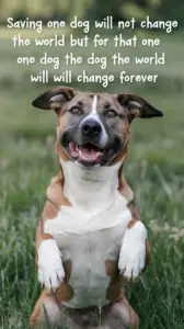 10 Inspiring Dog Rescue Quotes - middlekingdomrescue.com